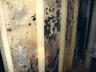 What Does Mold Look Like on Drywall? Signs, Colors, and How to Identify ...